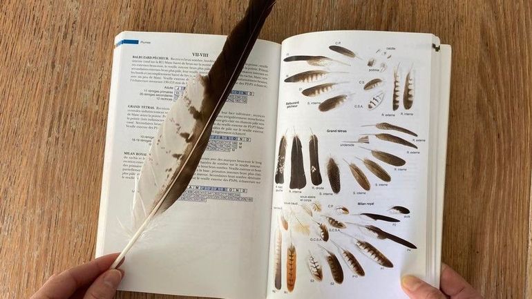 Carnet nature : tout savoir sur les plumes des oiseaux - RTBF Actus