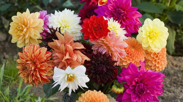 Bulbe Dahlia Combien De Temps Poussenull
