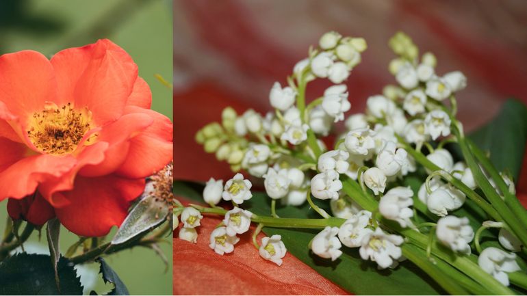 La rose et le poing du Parti socialiste : d’où vient ce logo historique ...
