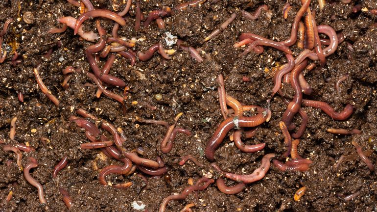 Le vermicompostage, une valorisation des déchets verts même en ville ...