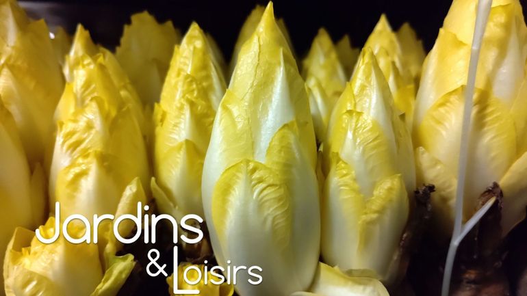 Le chicon, un légume d’hiver aux nombreux bienfaits pour la santé ...