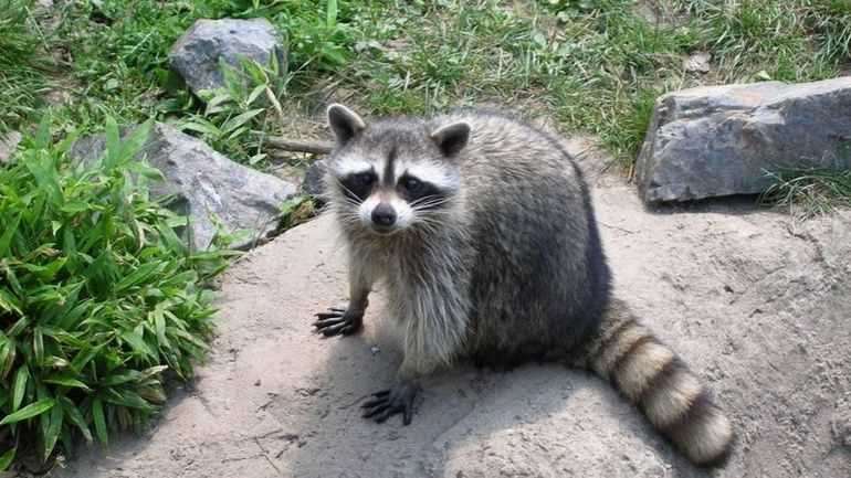 Les ratons laveurs envahissent la Wallonie! - RTBF Actus