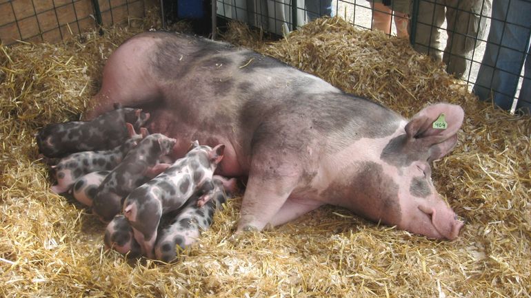 On a testé pour vous le 'Porc de Piétrain', une race typiquement ...