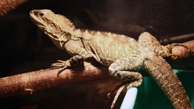 Le parc Paradisio rebaptisé 'Pairi Daiza' ? - RTBF Actus