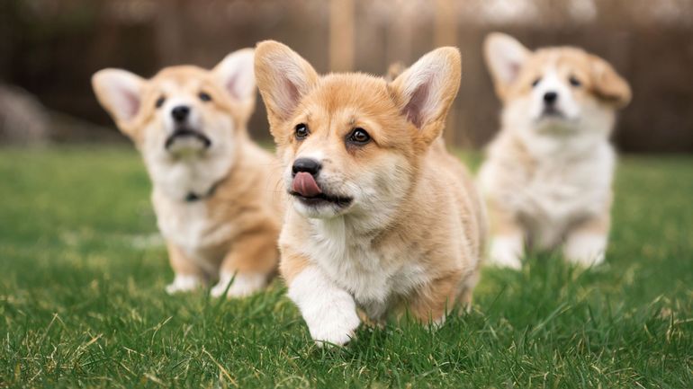 Tout savoir sur les Welsh Corgi, la race de chien préférée de la Reine ...