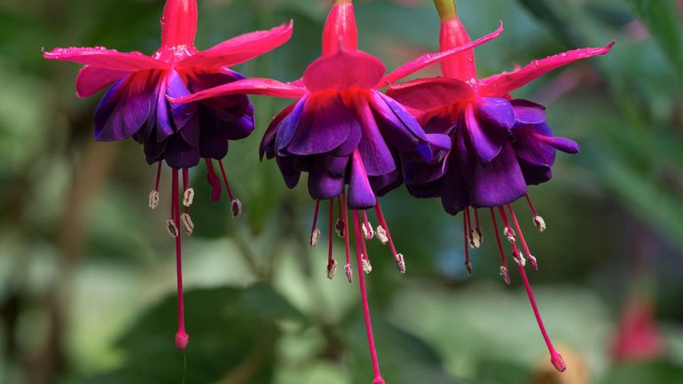 Le fuchsia, une plante généreuse à redécouvrir sur les terrasses et en ...