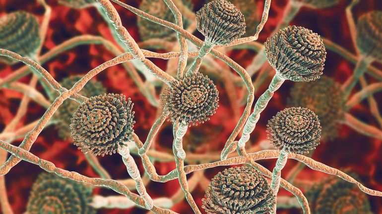 Les infections causées par les champignons, une menace croissante ...