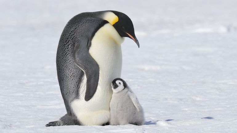 Découverte rare en Antarctique : des photographes belges repèrent un ...