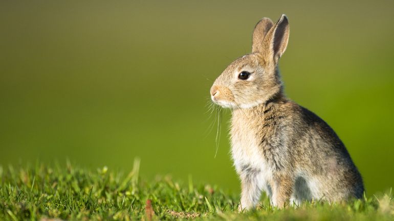 D'où vient l'expression 'être chafouin' ? - RTBF Actus