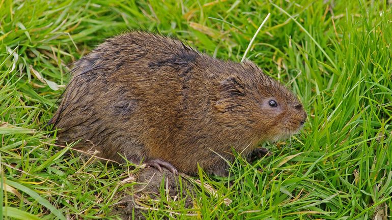 Les campagnols, ces rongeurs qui déciment les plantes et les légumes au ...