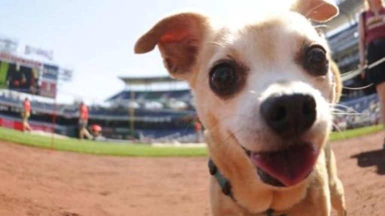 DogID, nouvelle plateforme en ligne pour l'enregistrement des chiens ...