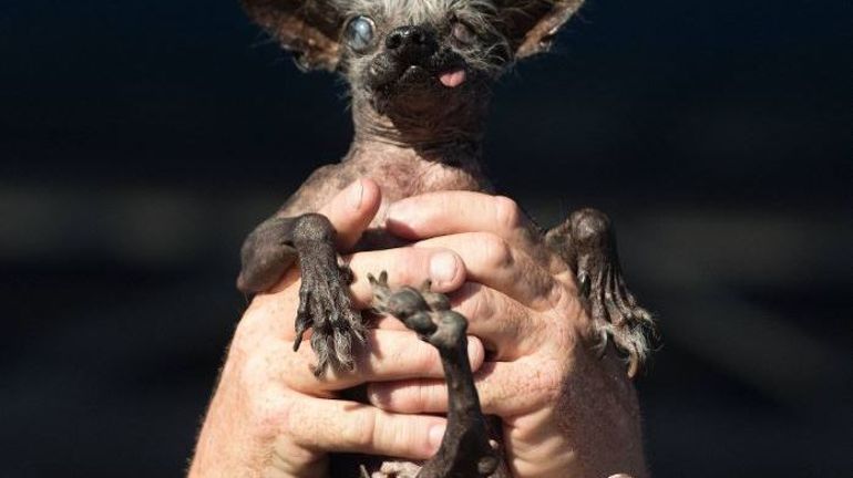 Voici le chien le plus laid du monde - RTBF Actus