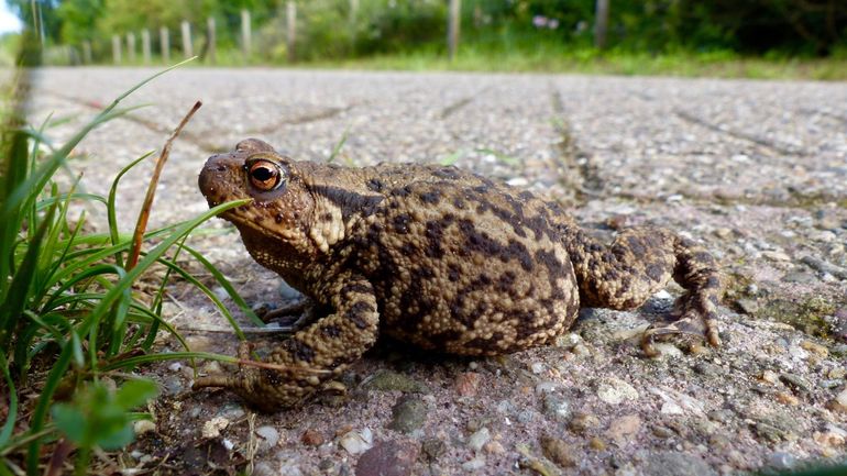 Le grand retour des batraciens : les princes charmants en pleine ...