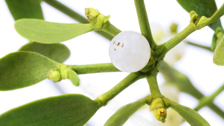 Le gui : d’où vient cette tradition de la Saint-Sylvestre ? - RTBF Actus