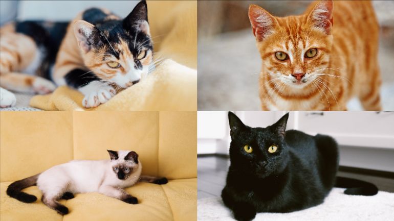 Exposition féline internationale : qui sera le plus beau chat de 2024 ...