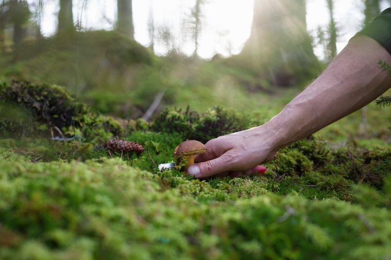 Les applications de reconnaissance de champignons : efficaces ou ...