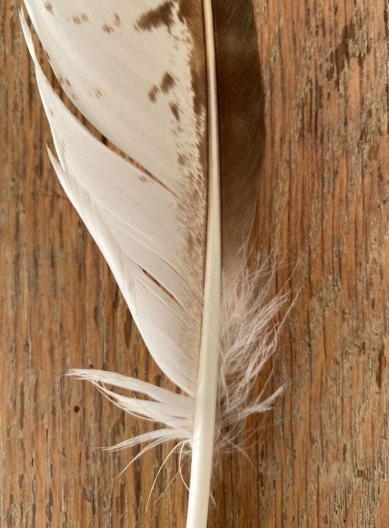 Carnet nature : tout savoir sur les plumes des oiseaux - RTBF Actus