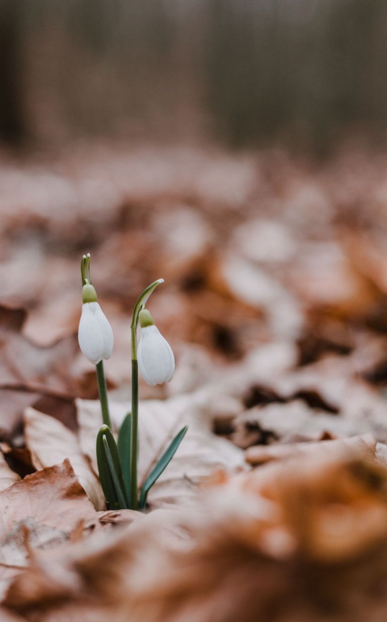Le perce-neige, star de février au jardin - RTBF Actus