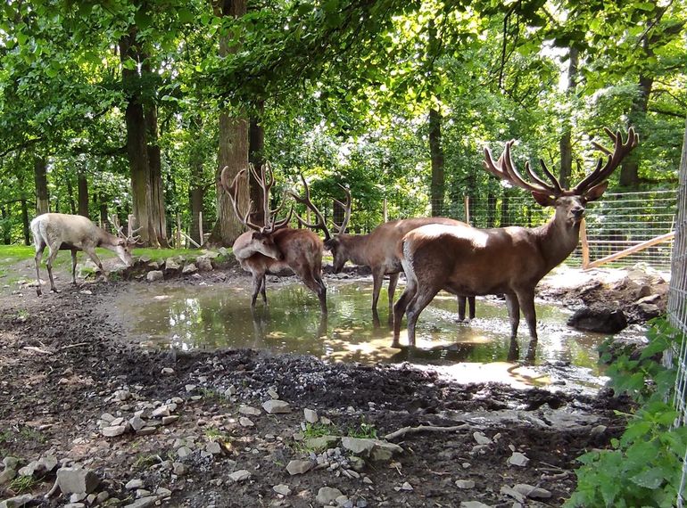 On a testé pour vous le Parc Forestia à Theux - RTBF Actus