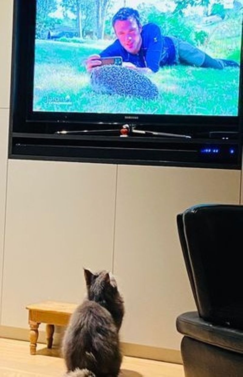 Concours : la photo du chat 'fan du Jardin Extraordinaire' la plus sympa