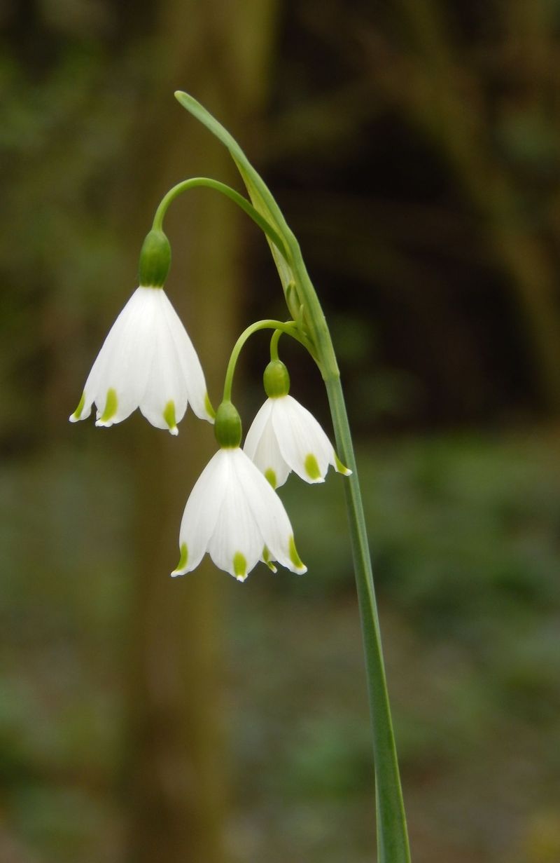 Les perce-neige sont en fleurs au jardin, le printemps nous revient ...