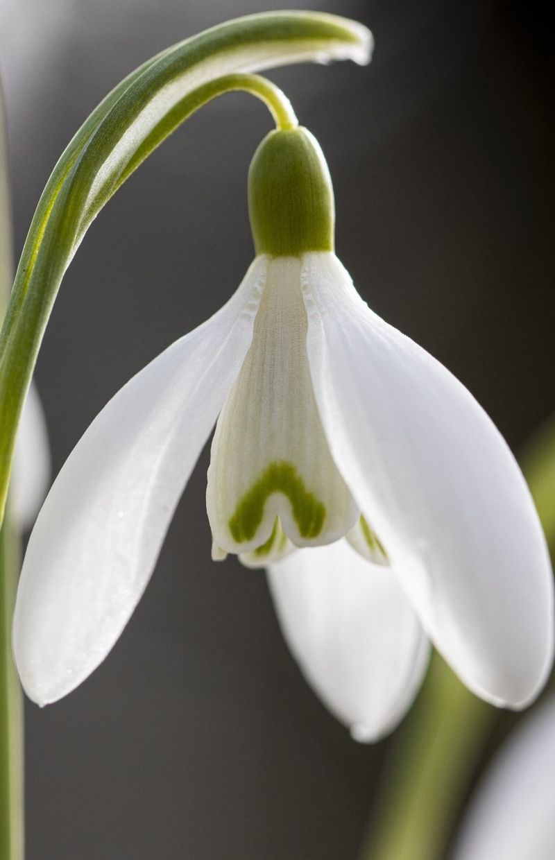 Les perce-neige sont en fleurs au jardin, le printemps nous revient - RTBF Actus