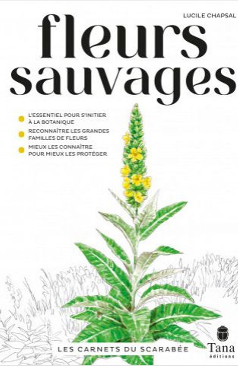 Redécouvrons les fleurs sauvages, leur charme et leurs vertus - RTBF Actus