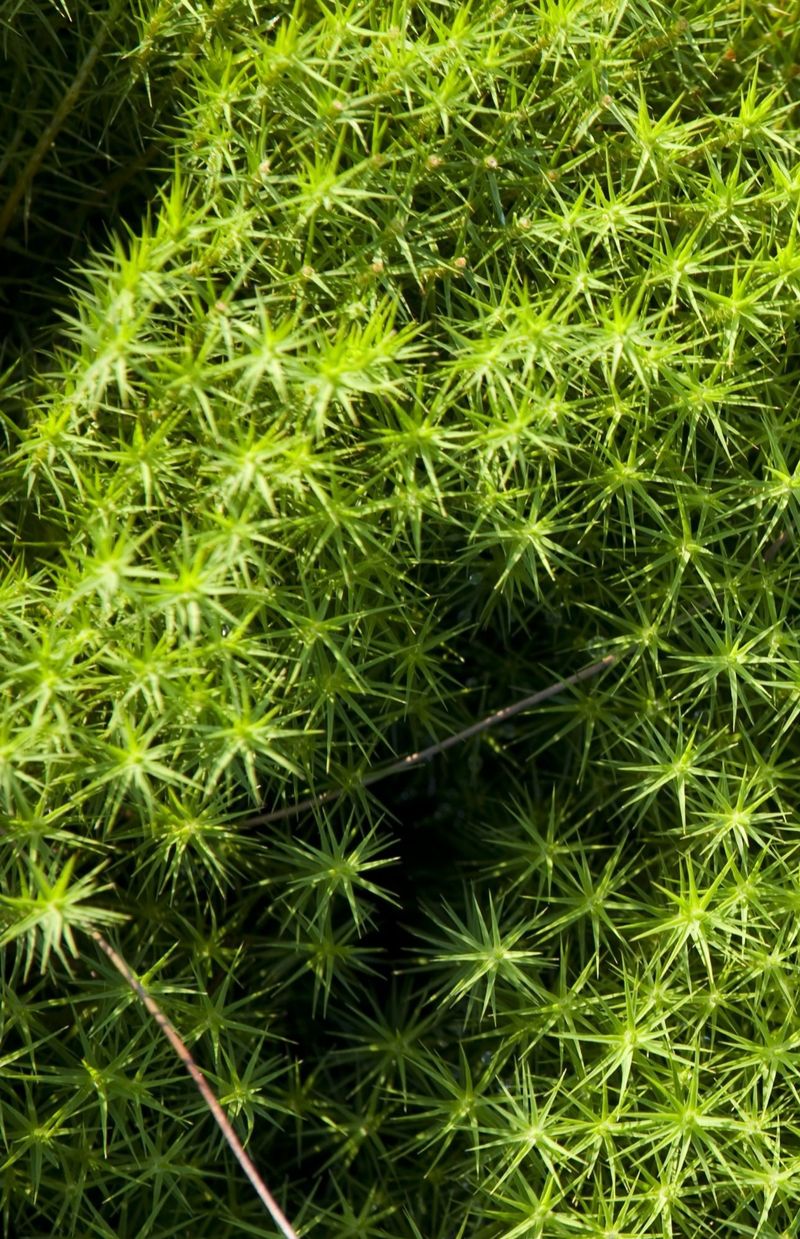 La sphaigne : quel est cet organisme extraordinaire des Hautes Fagnes ...