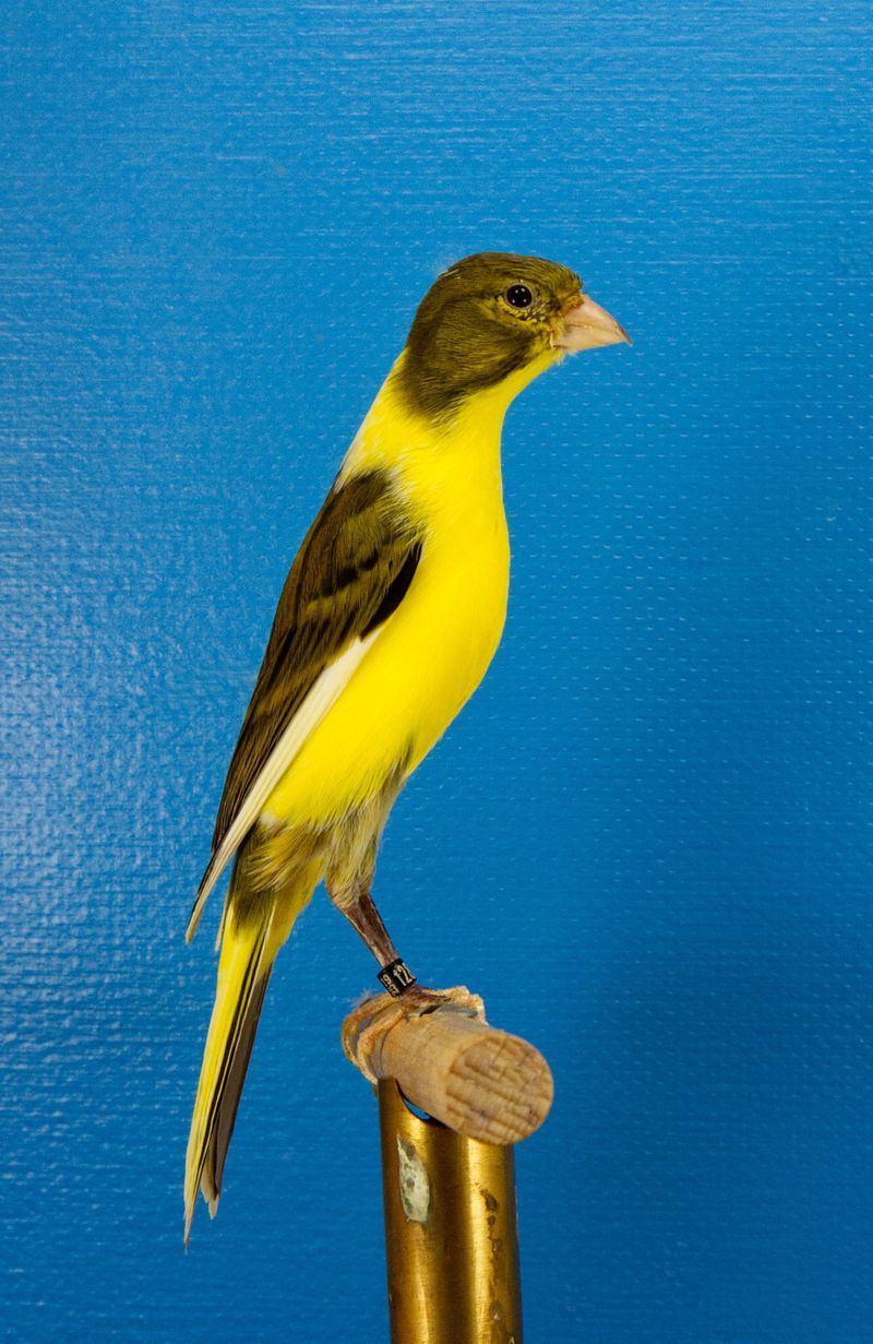 D’où vient la couleur jaune du canari ? - RTBF Actus