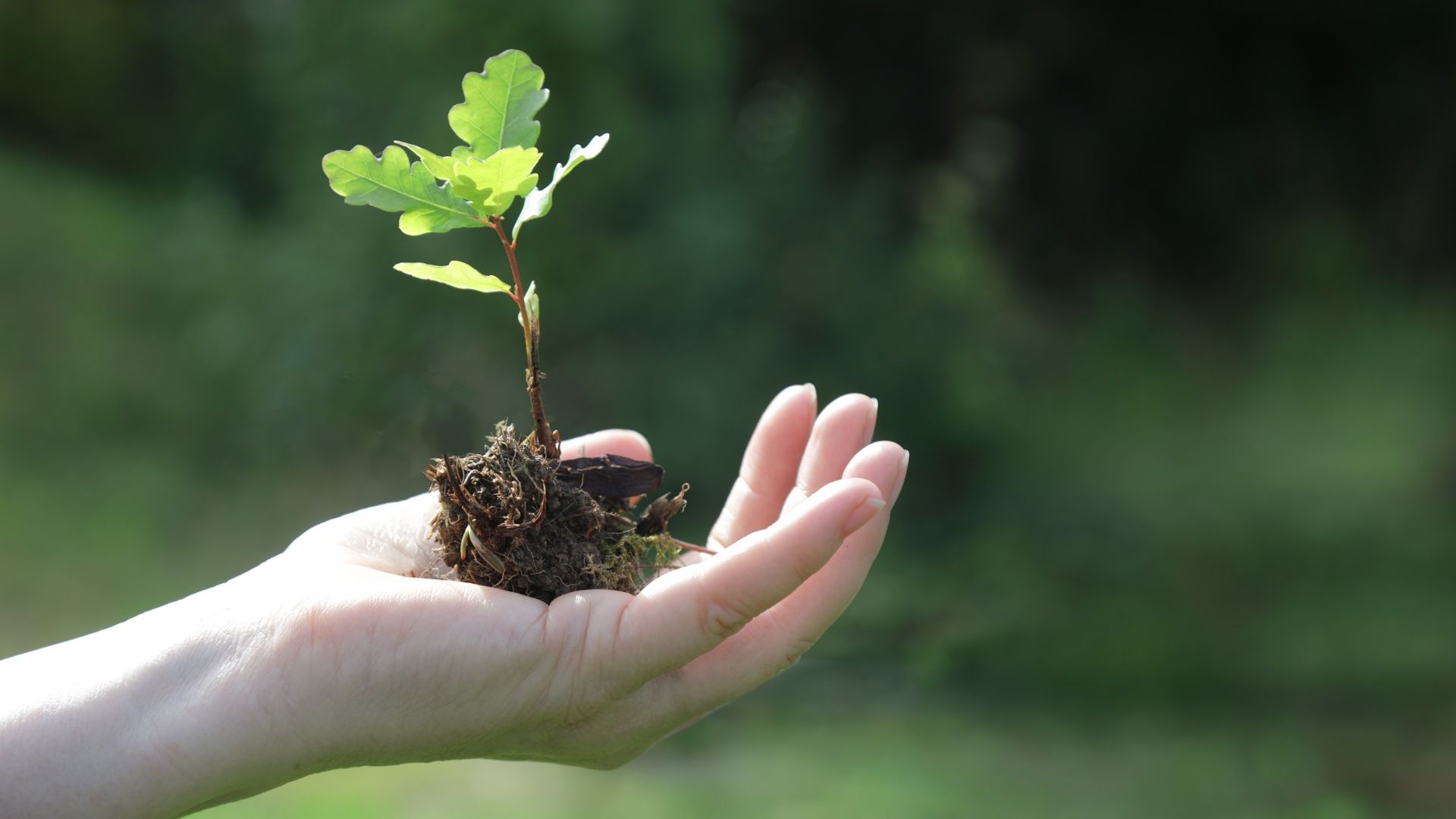 Environnement - Toute l'actu environnement et nature - RTBF Actus