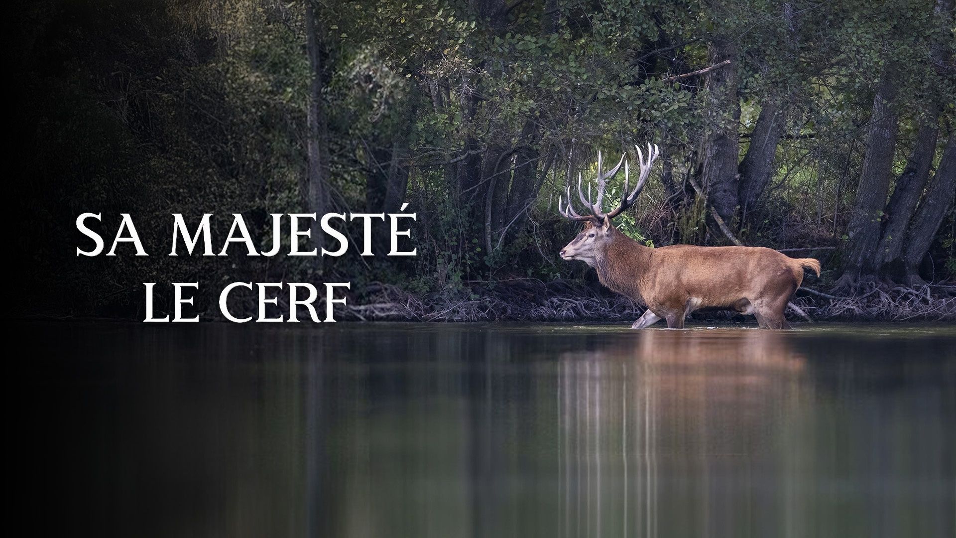 Sa Majesté le Cerf - Auvio