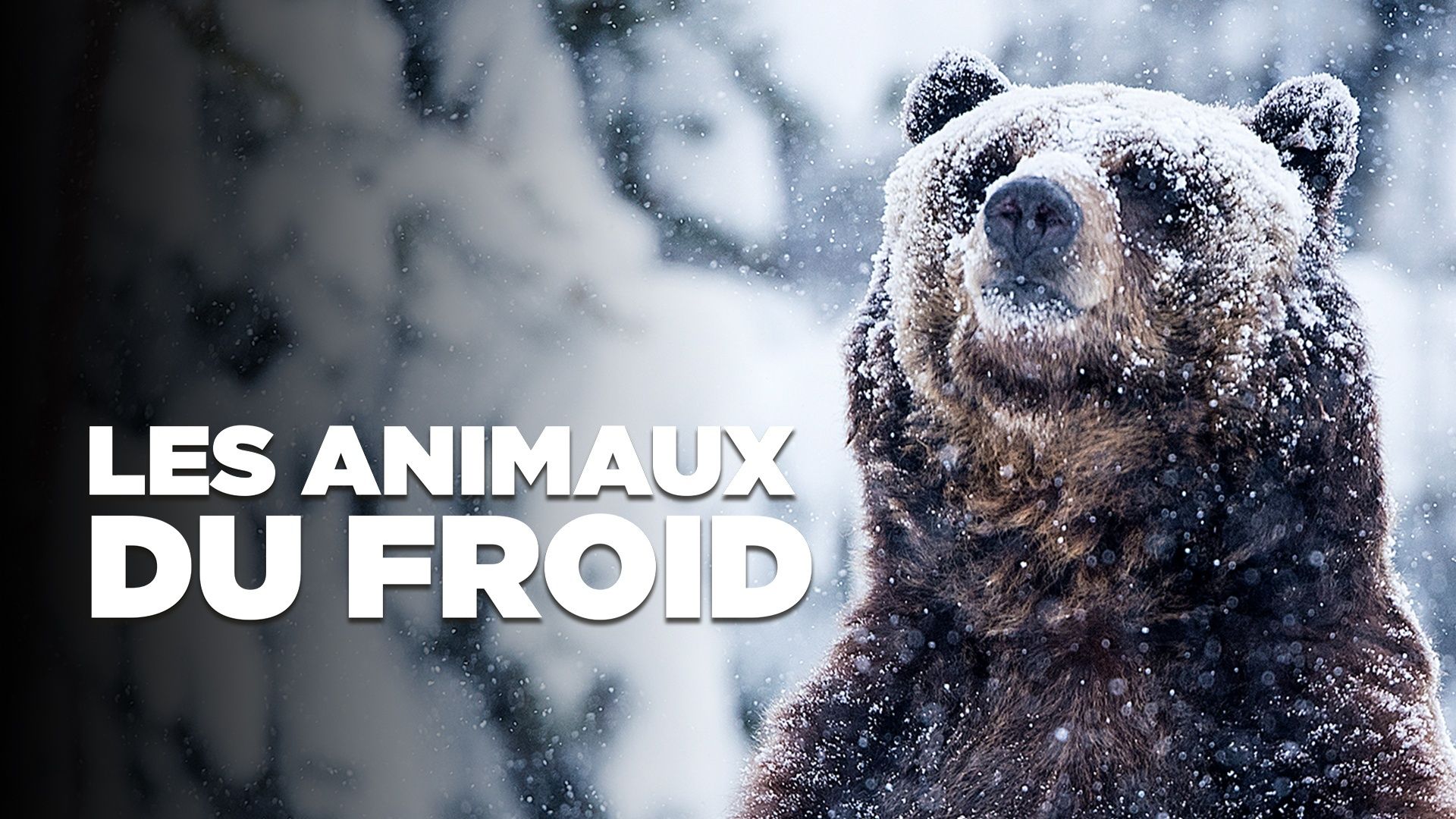 Les animaux du froid - Auvio