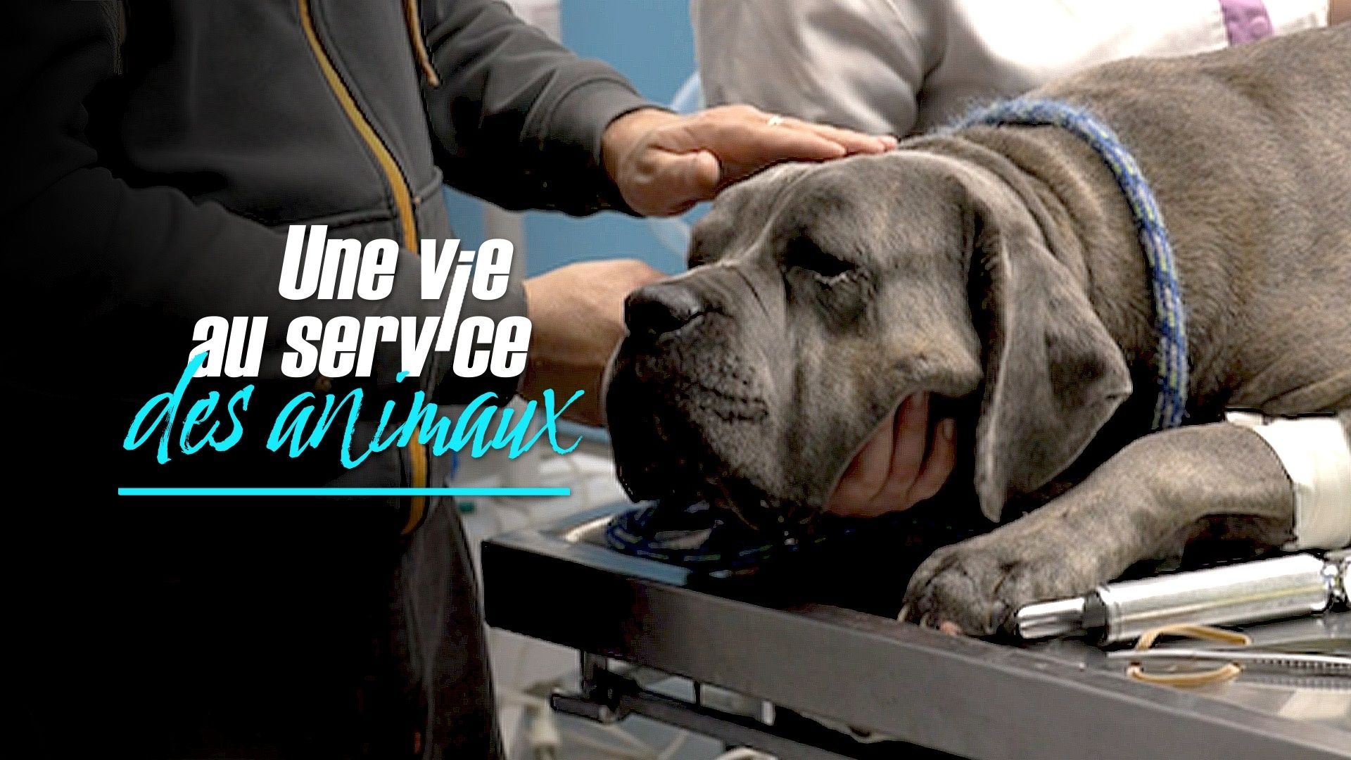 Une vie au service des animaux - Auvio