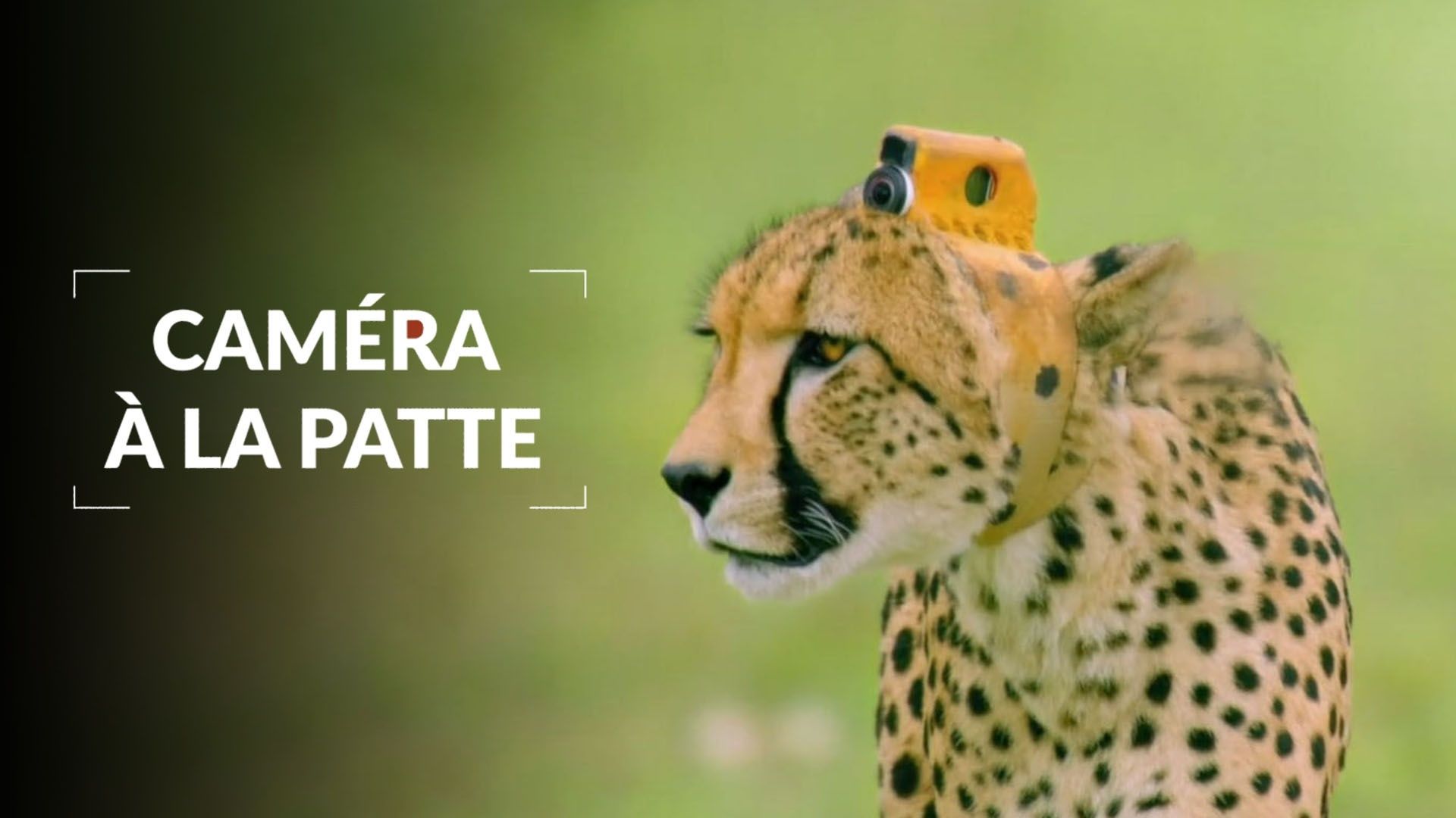 Animals with Camera - Auvio