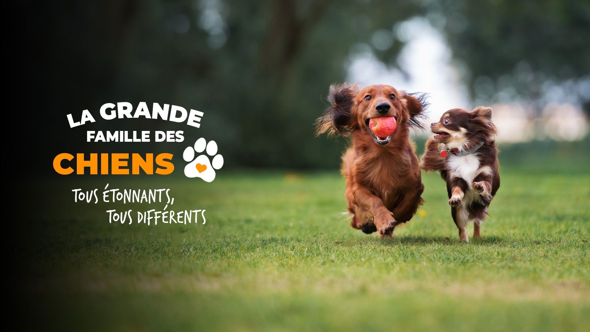 La grande famille des chiens - Tous étonnants, tous différents - Auvio