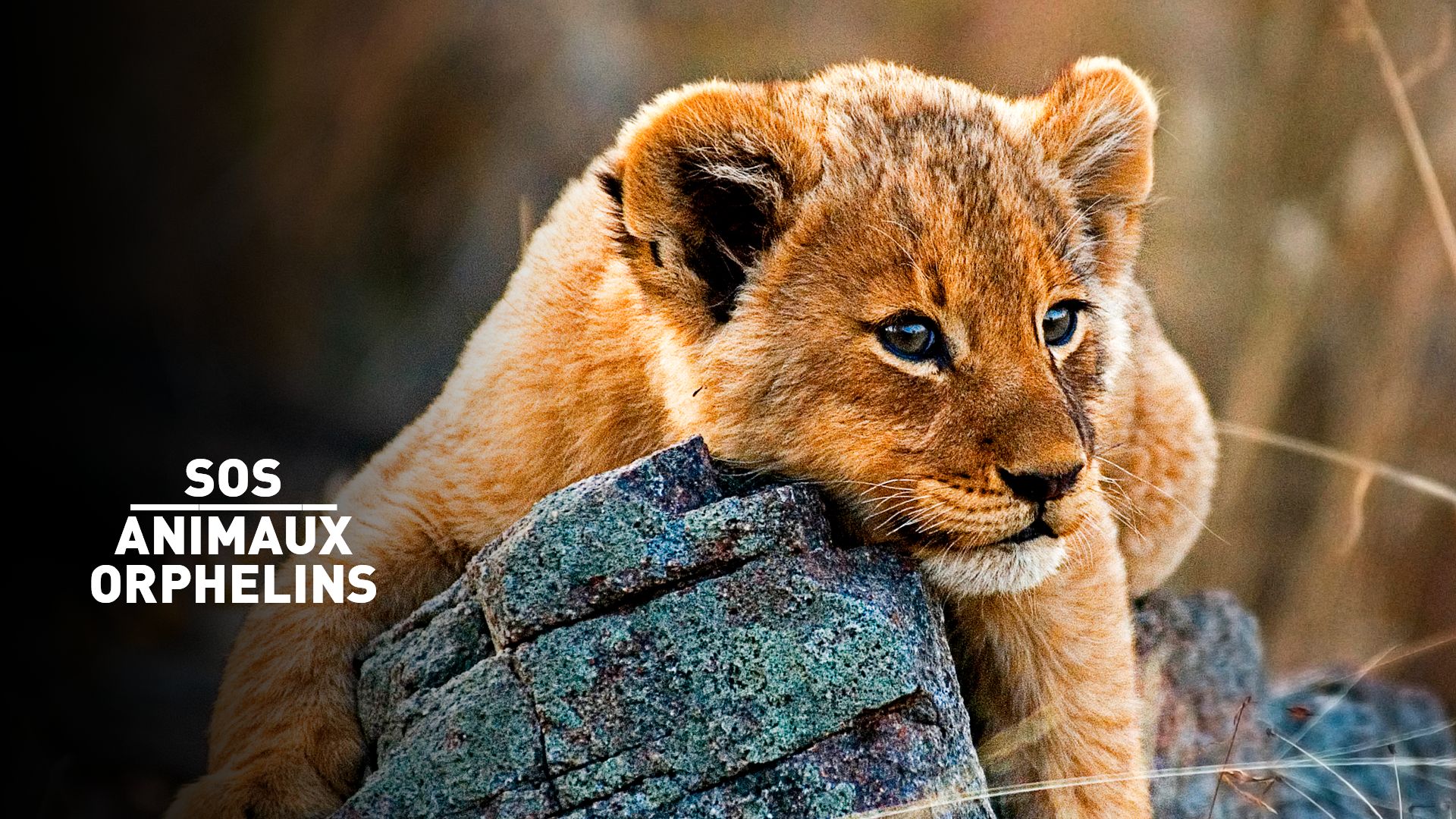 SOS animaux orphelins - Auvio