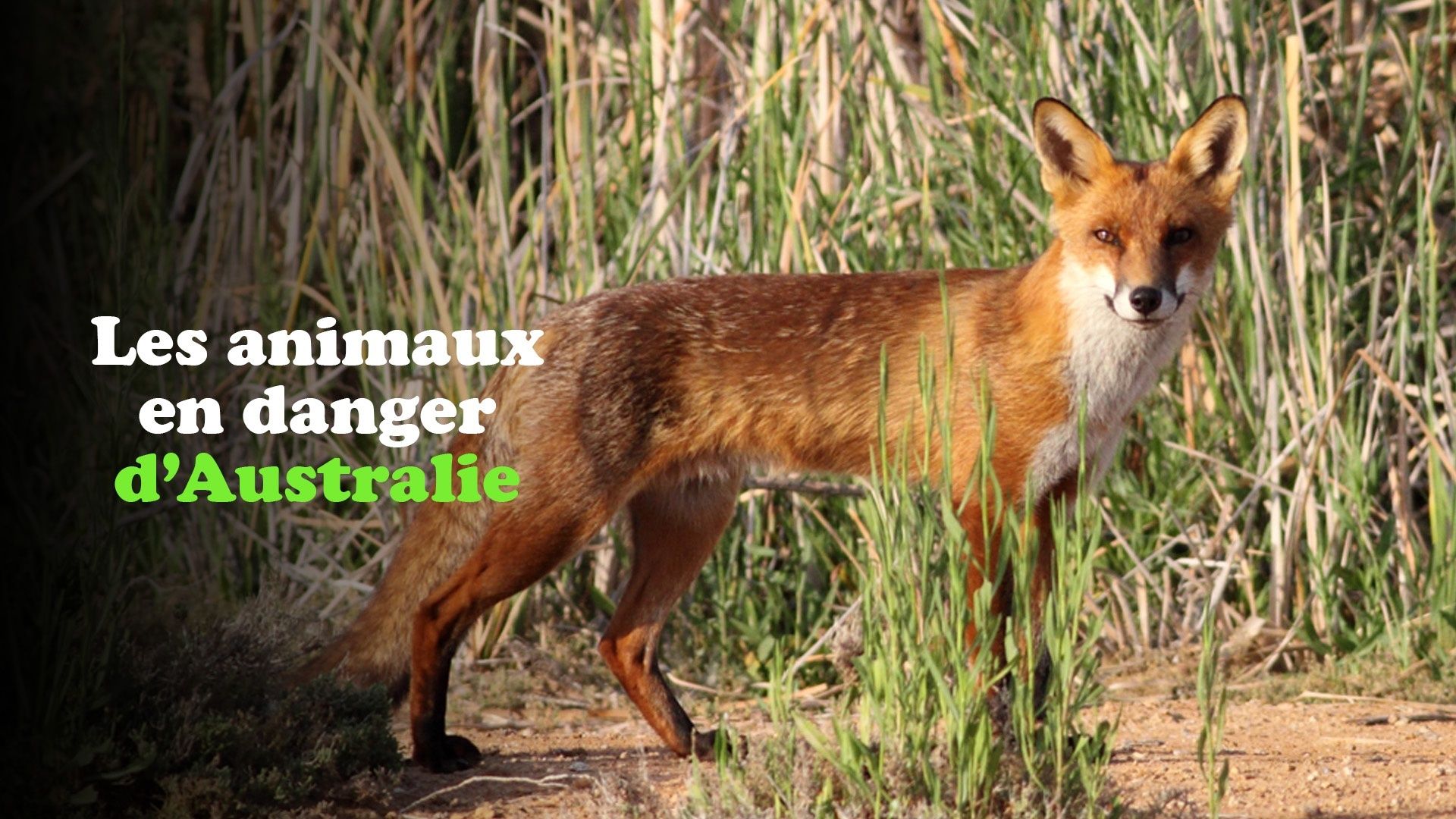 Les animaux en danger d'Australie - Auvio