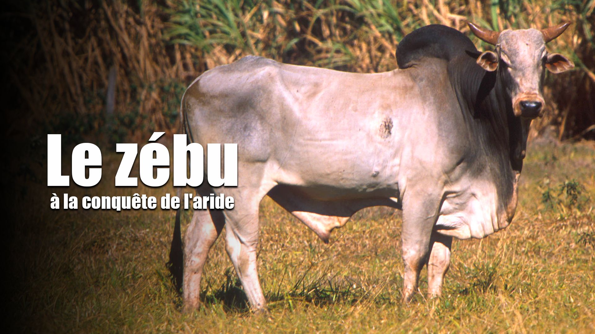 Le zébu à la conquête de l'aride - Auvio