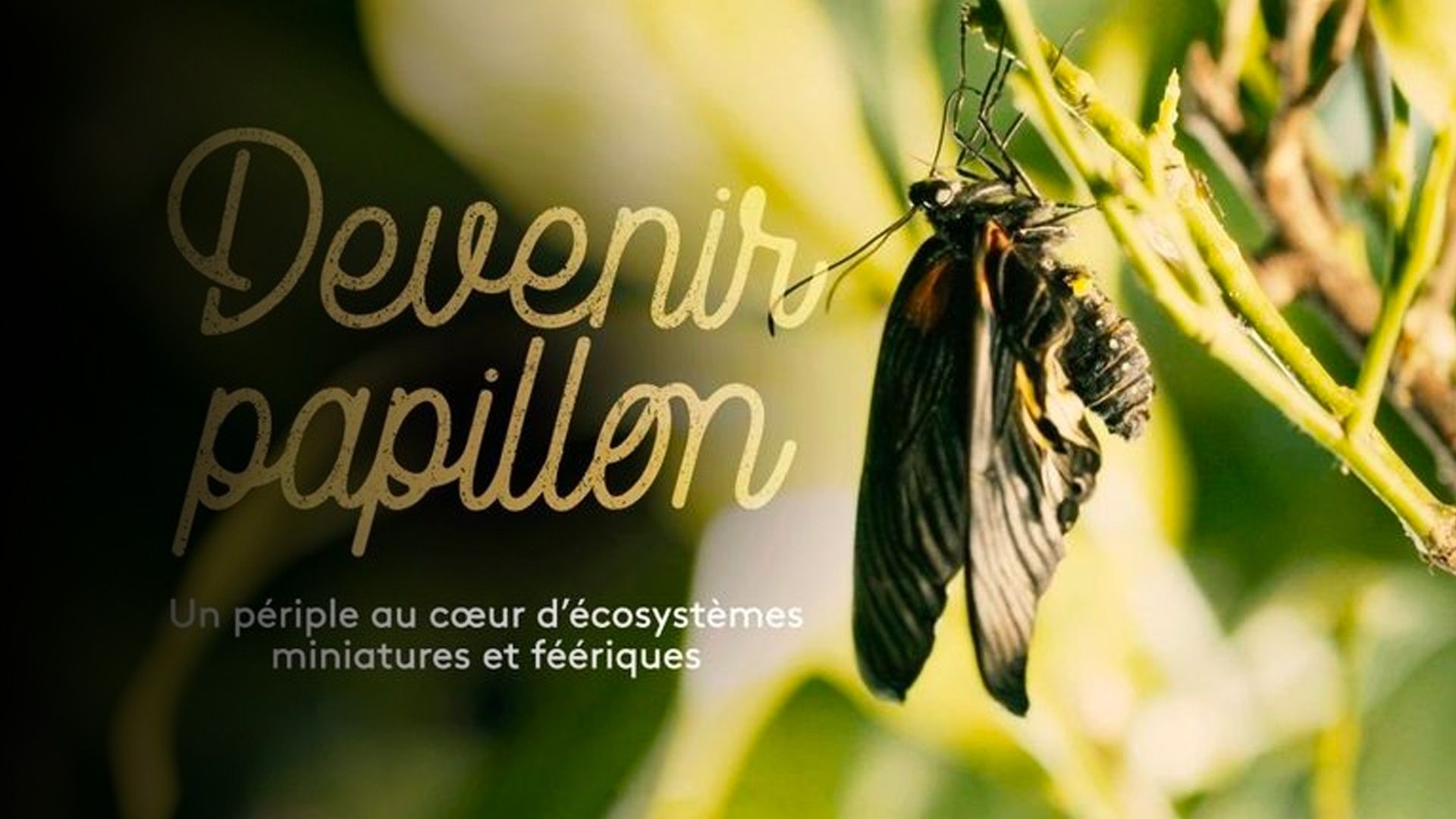 Devenir papillon - Auvio